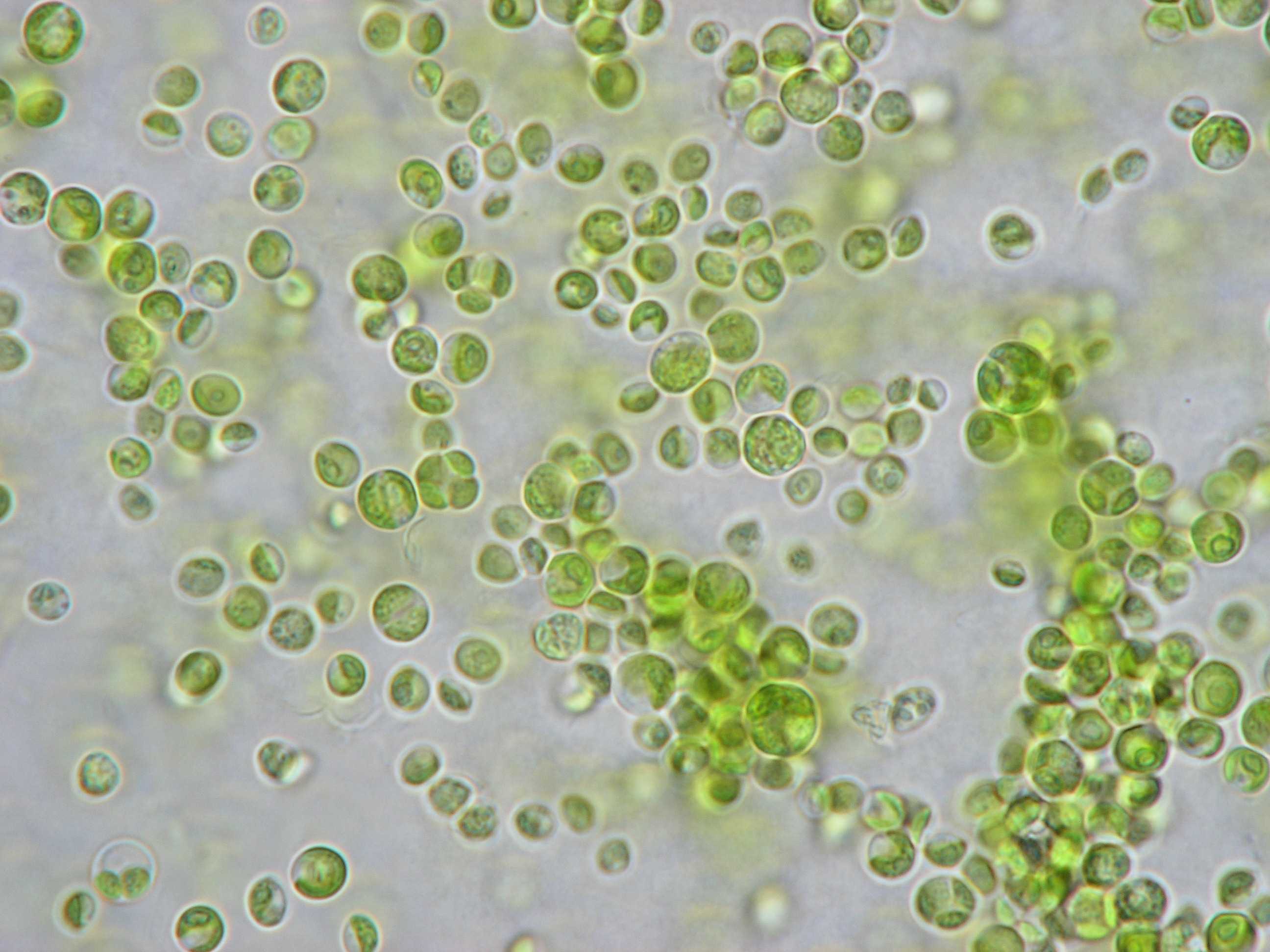 Breakthrough in Microalgae Bio-Refinery Process - Businesskorea