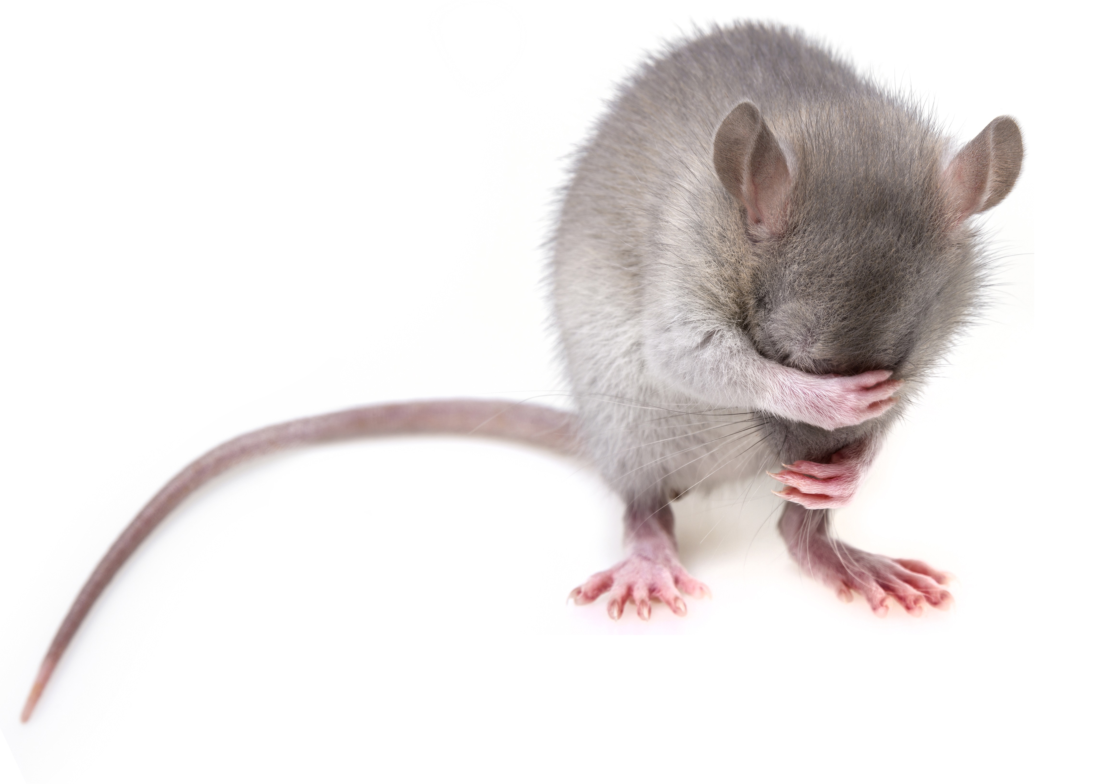 Korean Research Team Discovers Stress-Recovery Substance in the Brain ...